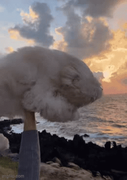 A Shaggy Dogs Reaction To The Wind ! - Imgflip