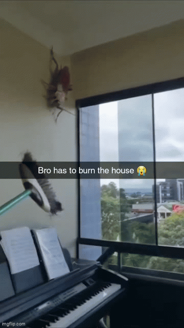 Image tagged in gifs,horror - Imgflip