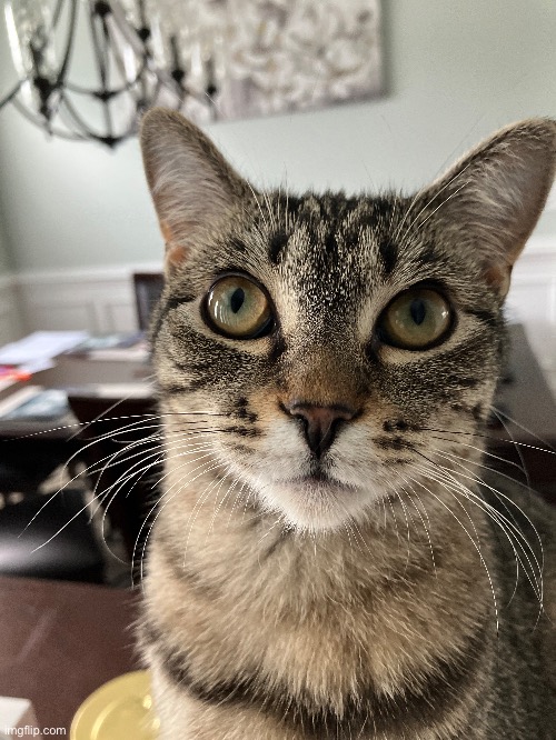 my kitty is such a based sigma alpha chad - Imgflip