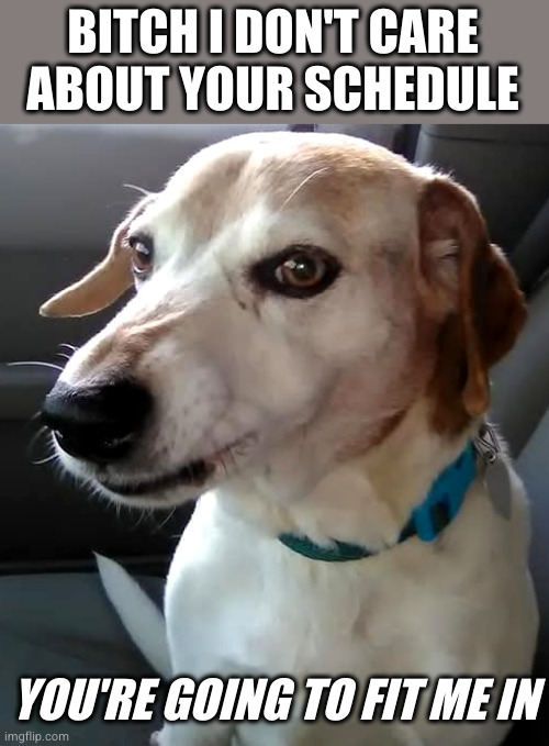 Bad pun dogs - Imgflip