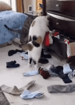 'Helping' Sort Out The Sock Drawer ! - Imgflip