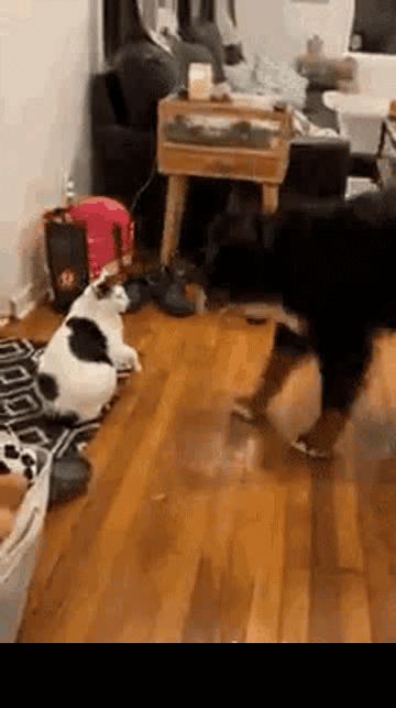 Dumb Doggy - Imgflip