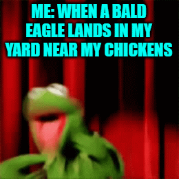 Life with Chickens Panic Reaction - Imgflip