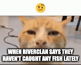 Raised eyebrow cat - Imgflip