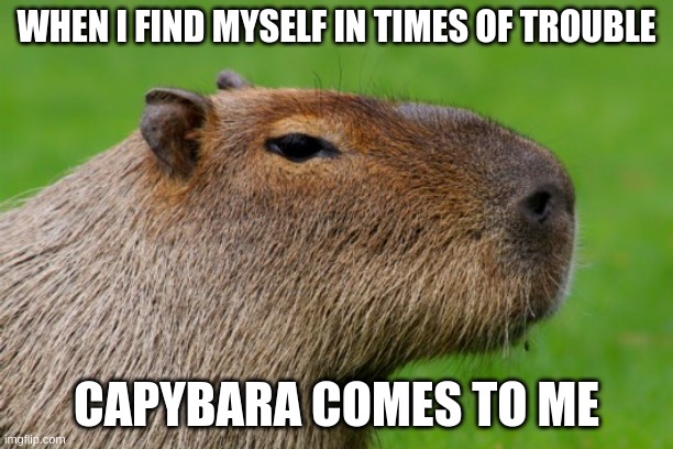 Anonymous Capybara - Imgflip