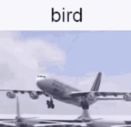 birb - Imgflip