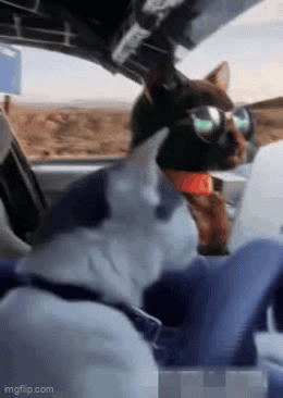Cats Make Terrible Drivers ! - Imgflip