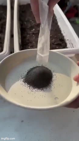 Animated GIF - Imgflip
