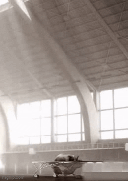 Impressive Elephant Trampolining ! - Imgflip