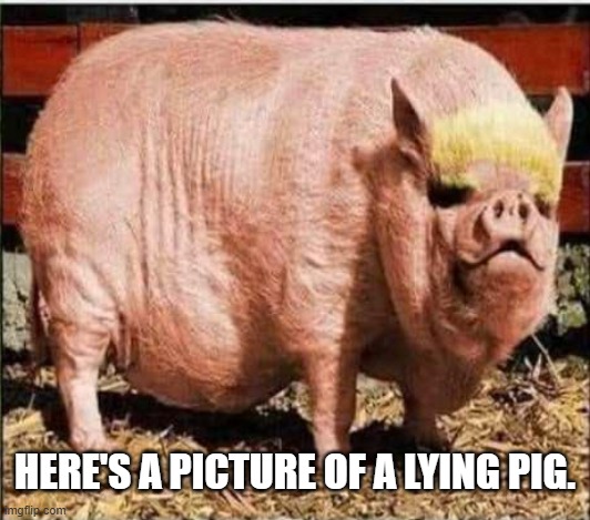 memes by Brad - A picture of a lying pig with orange hair - Imgflip