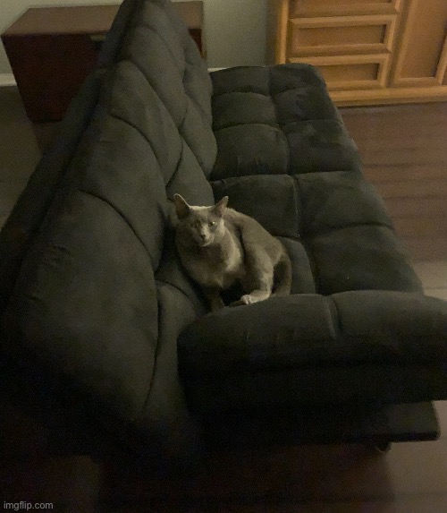 What are YOU looking at? HUH? - Imgflip