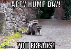 Happy Hump Day - Imgflip