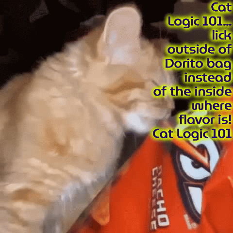 Cat Logic - Imgflip