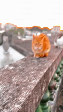 Orange Cat = Orange Sky - Imgflip