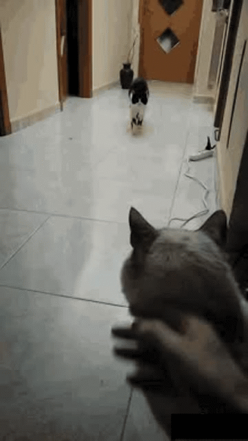 Hallway All Mahn - Imgflip
