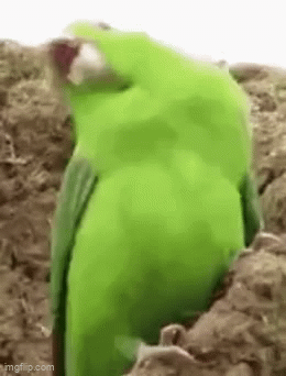 Polly want a cracker ? - Imgflip