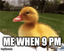 Duck - Imgflip