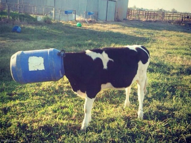 Bucket Cow - Imgflip