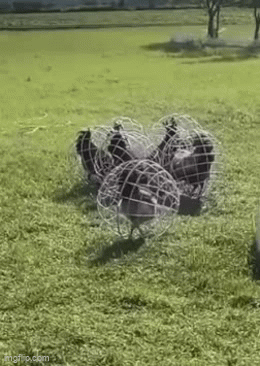 Who Knew Chickens Were Into Zorbing ? - Imgflip