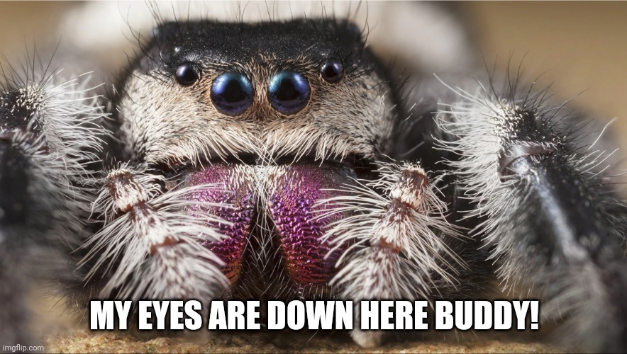 Behold - The Anti Breast Fondling Spider ! - Imgflip