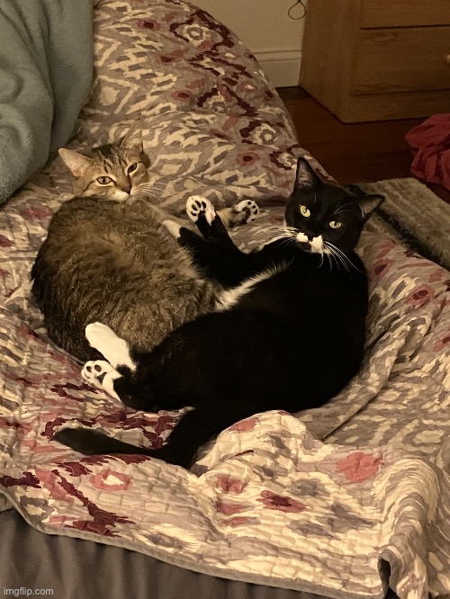 My cats - Imgflip