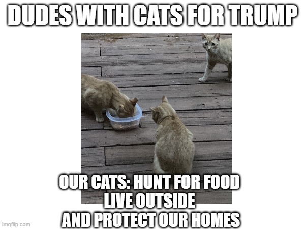 Dudes w/cats - Imgflip