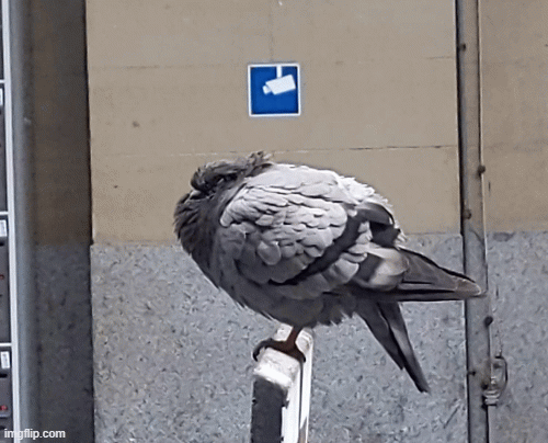 Security Guard Pigeon - Imgflip