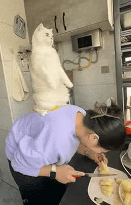 Chopping food as cat stands - Imgflip