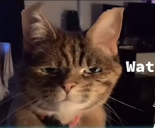 Wat Blank Template - Imgflip