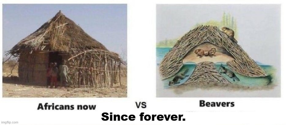 Africans vs. beavers since forever. - Imgflip