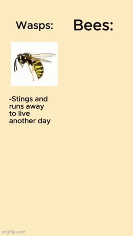 Bees Kamikaze - Imgflip