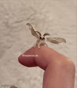 Fluffy moth - Imgflip