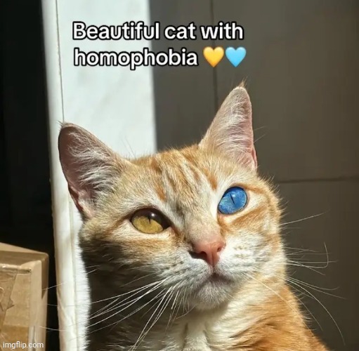 Relatable cat - Imgflip