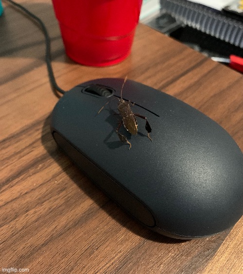 GET OFF MY MOUSE!!!!! - Imgflip