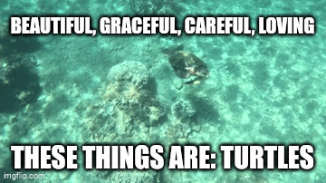 Image tagged in gifs,turtle,beautiful,grace,love - Imgflip