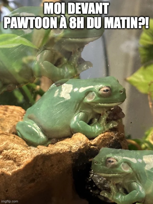 thinking frog - Imgflip