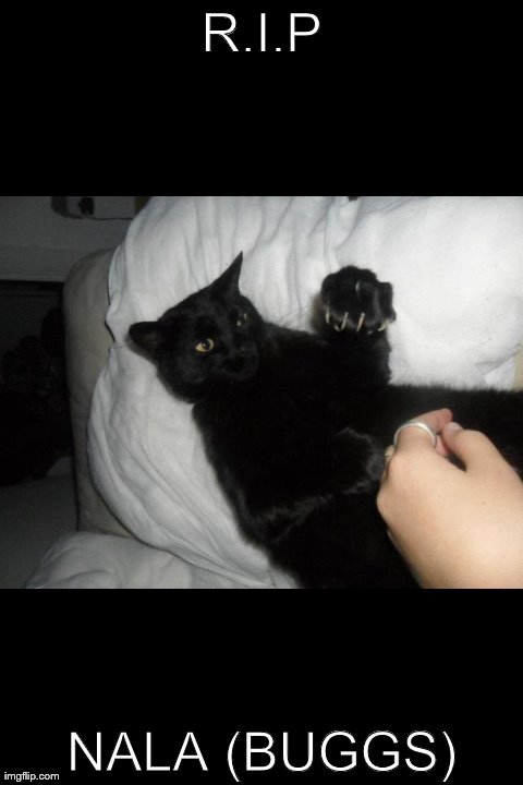 My cat Nala - Imgflip