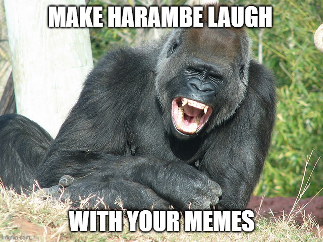 harambe thinks its funny - Imgflip