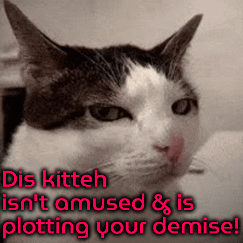 Dis Kitteh - Imgflip
