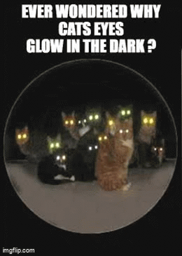 Are All Cats Radioactive ? - Imgflip