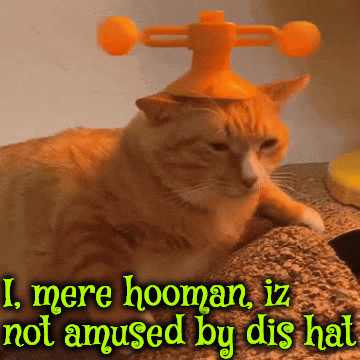 Not Amused - Imgflip
