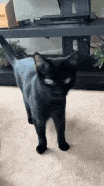 Cat Brain Error - Imgflip