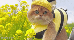 Bee a Cat! - Imgflip
