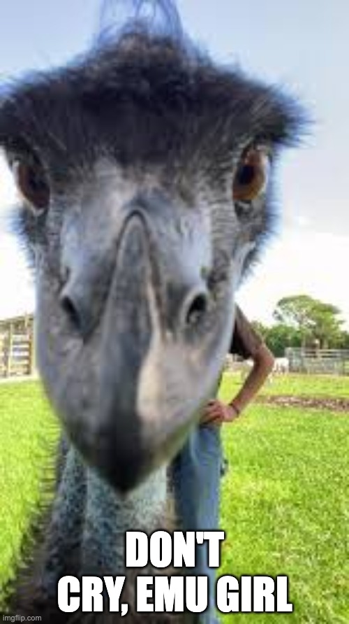 FARK.com: (13379810) Family distraught after their emu flew the coop