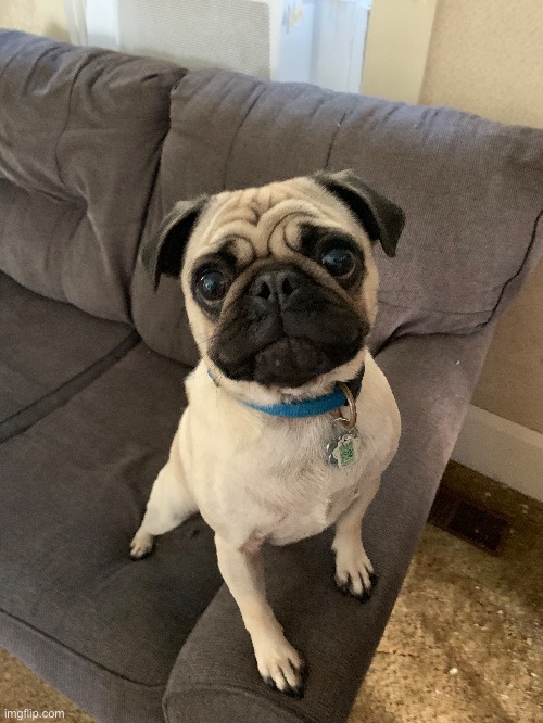 My friend’s pug - Imgflip