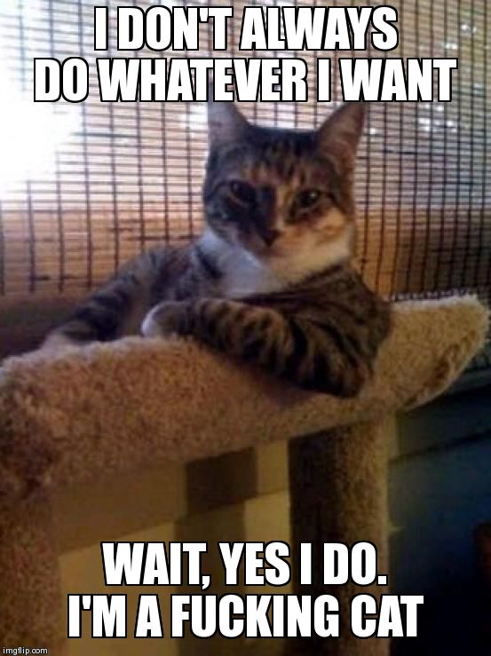 The Most Interesting Cat In The World Meme - Imgflip