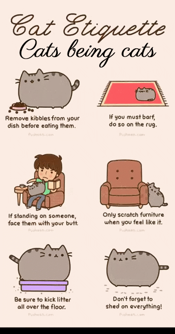 Cat Etiquette - Imgflip