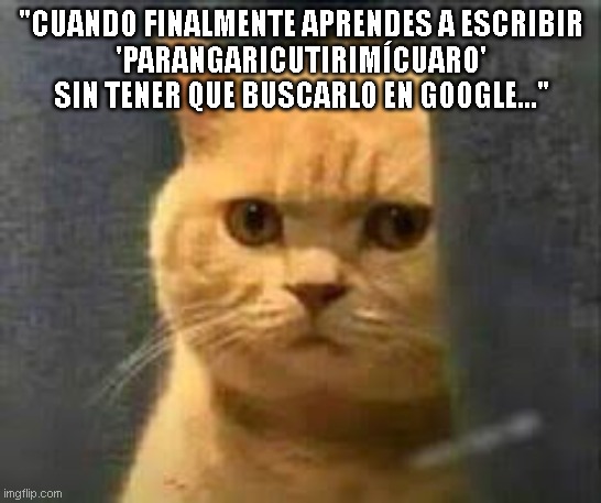 Gato de cuales - Imgflip