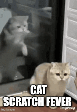 Cat scratch fever - Imgflip