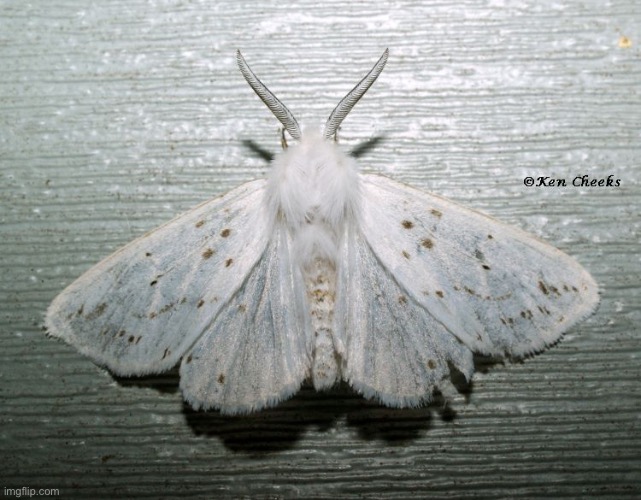 Fall Webworm damage - Imgflip